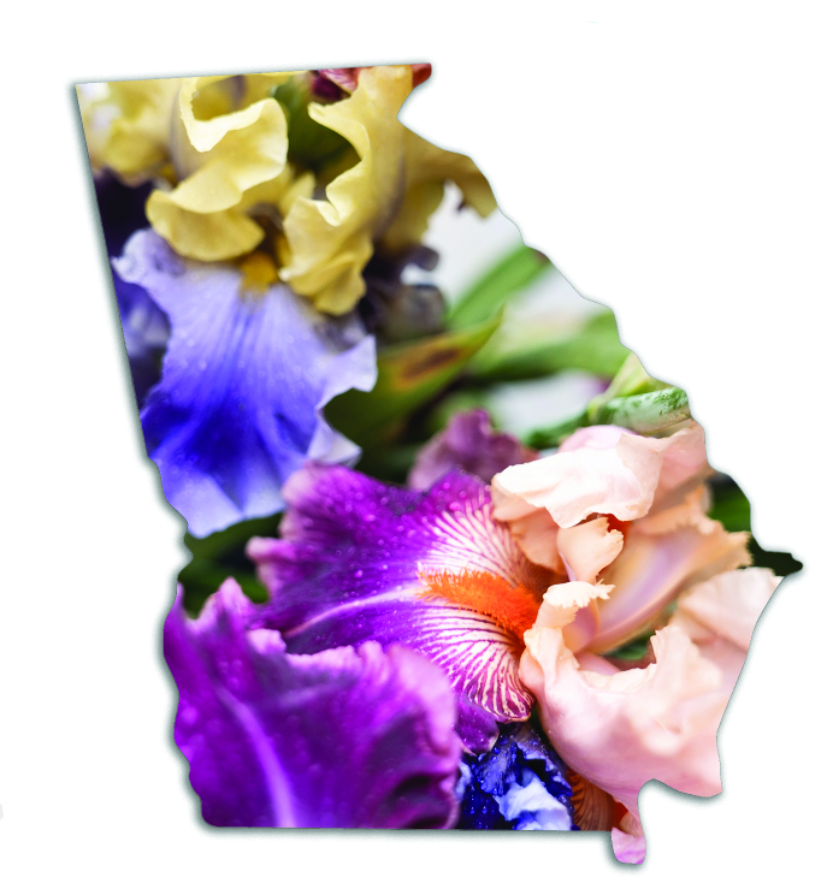 Georgia Iris Society | Georgia Iris Society