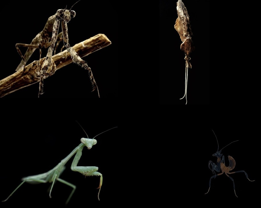 Praying Mantis Care Sheets | Mantis Care Guide – MantisMart - Mantismart